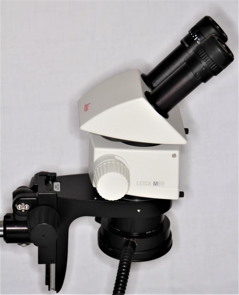 Leica M80 Stereo Zoom Microscope at Nancy Guzman blog