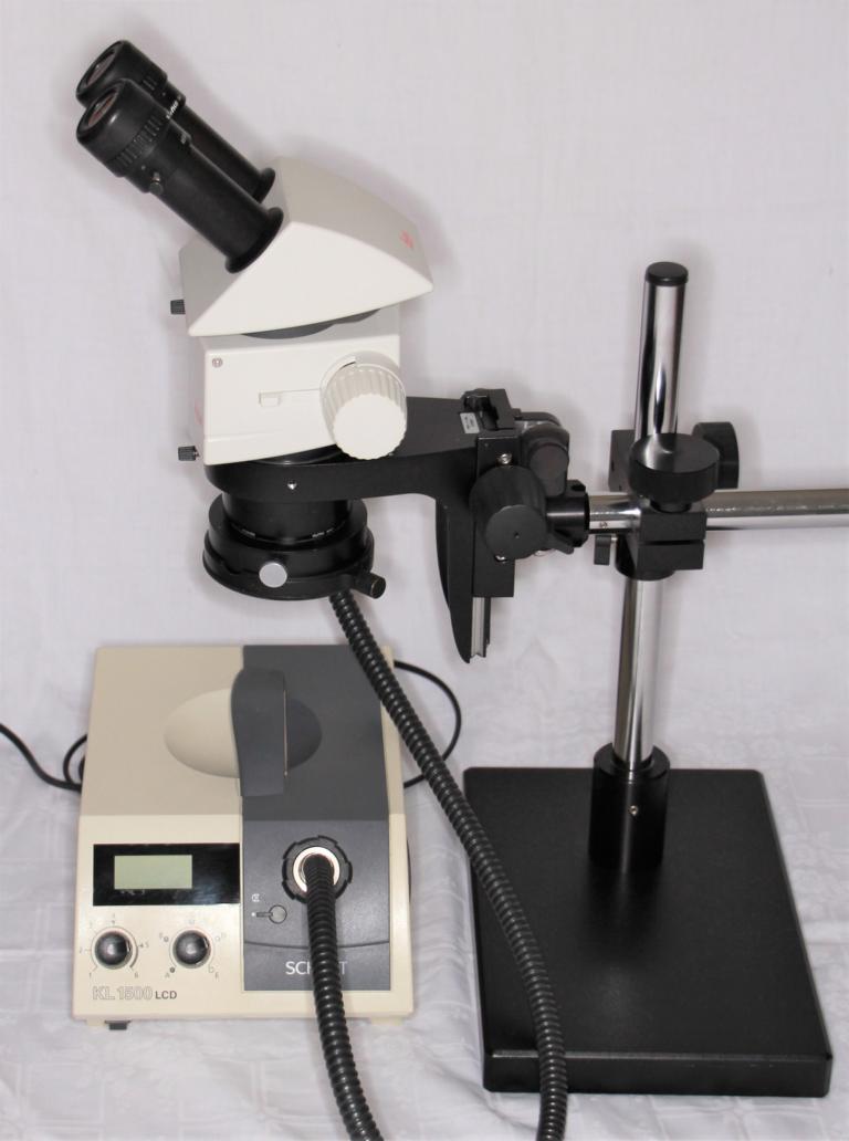 Leica M80 Stereo Zoom Microscope at Nancy Guzman blog